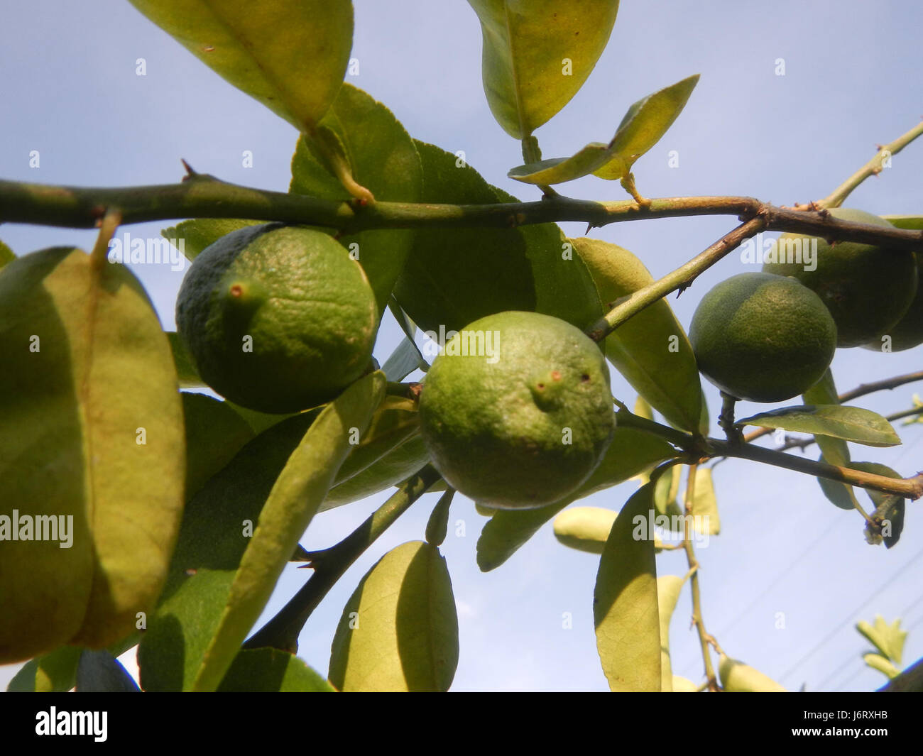 08133 Dayap Philippines 12 Stock Photo - Alamy