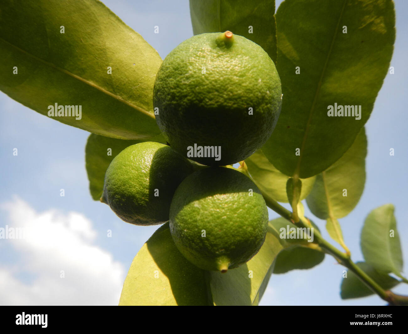 08133 Dayap Philippines 13 Stock Photo - Alamy