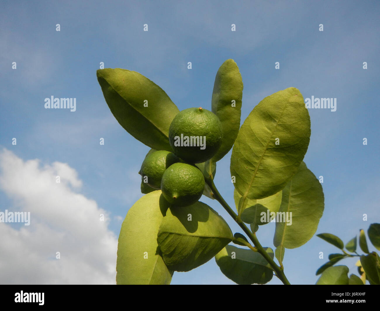 Dayap is a rural area located in the Philippines. It is part of the ...