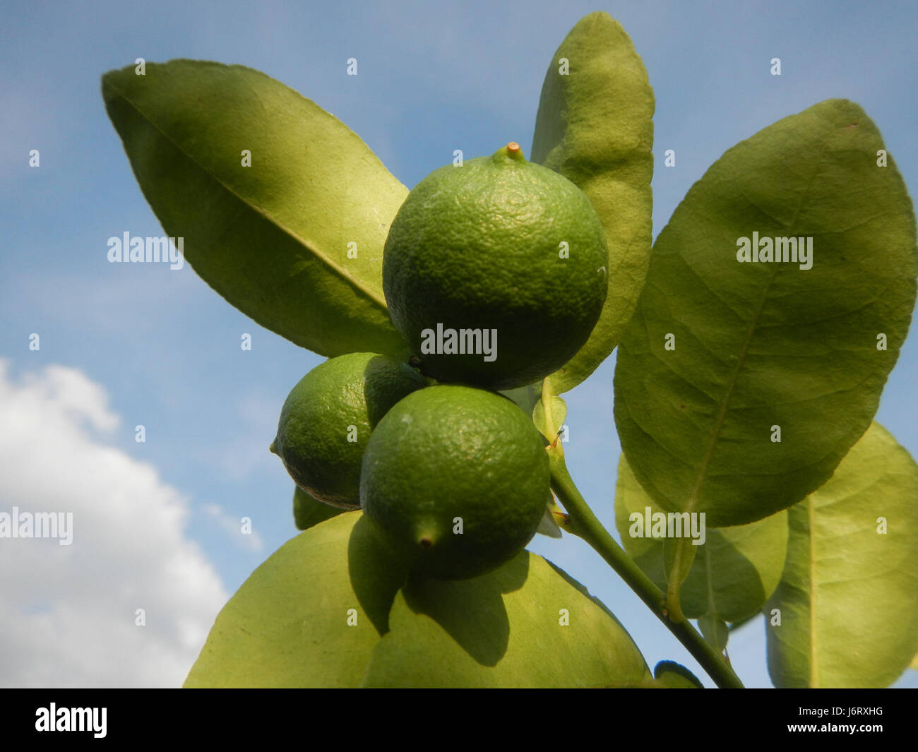 08133 Dayap Philippines 16 Stock Photo - Alamy