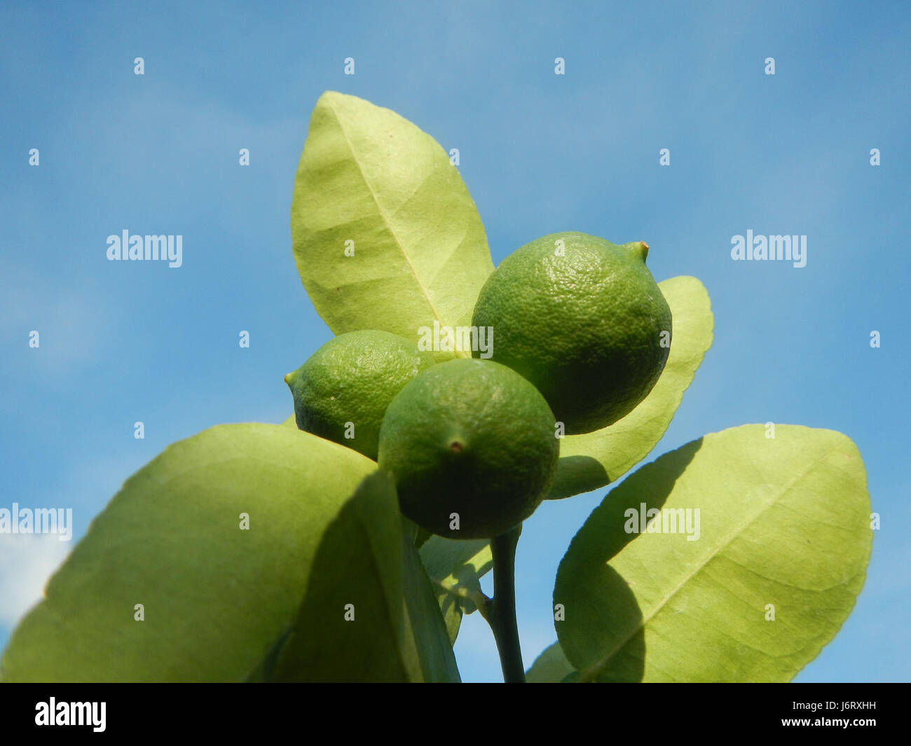 08133 Dayap Philippines 17 Stock Photo - Alamy