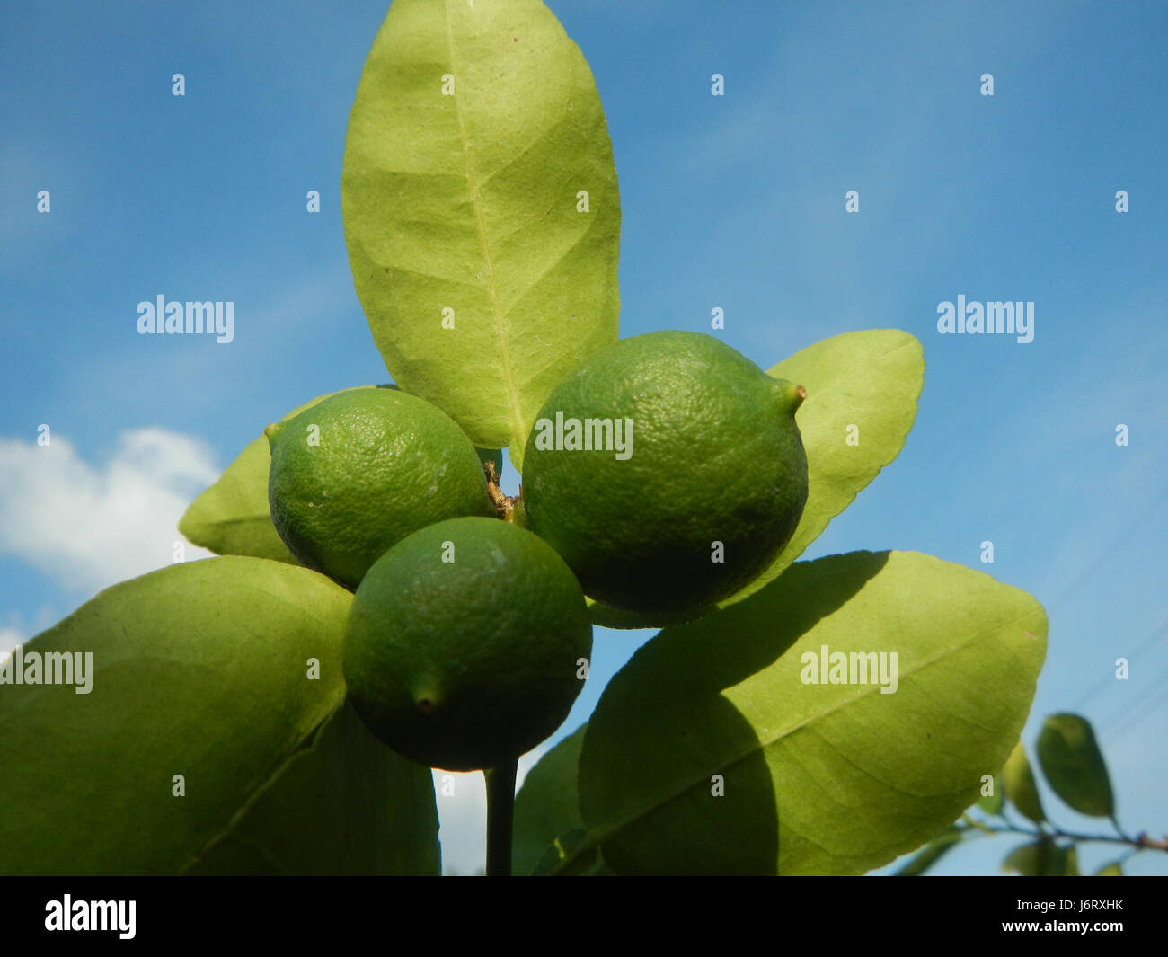 08133 Dayap Philippines 18 Stock Photo - Alamy