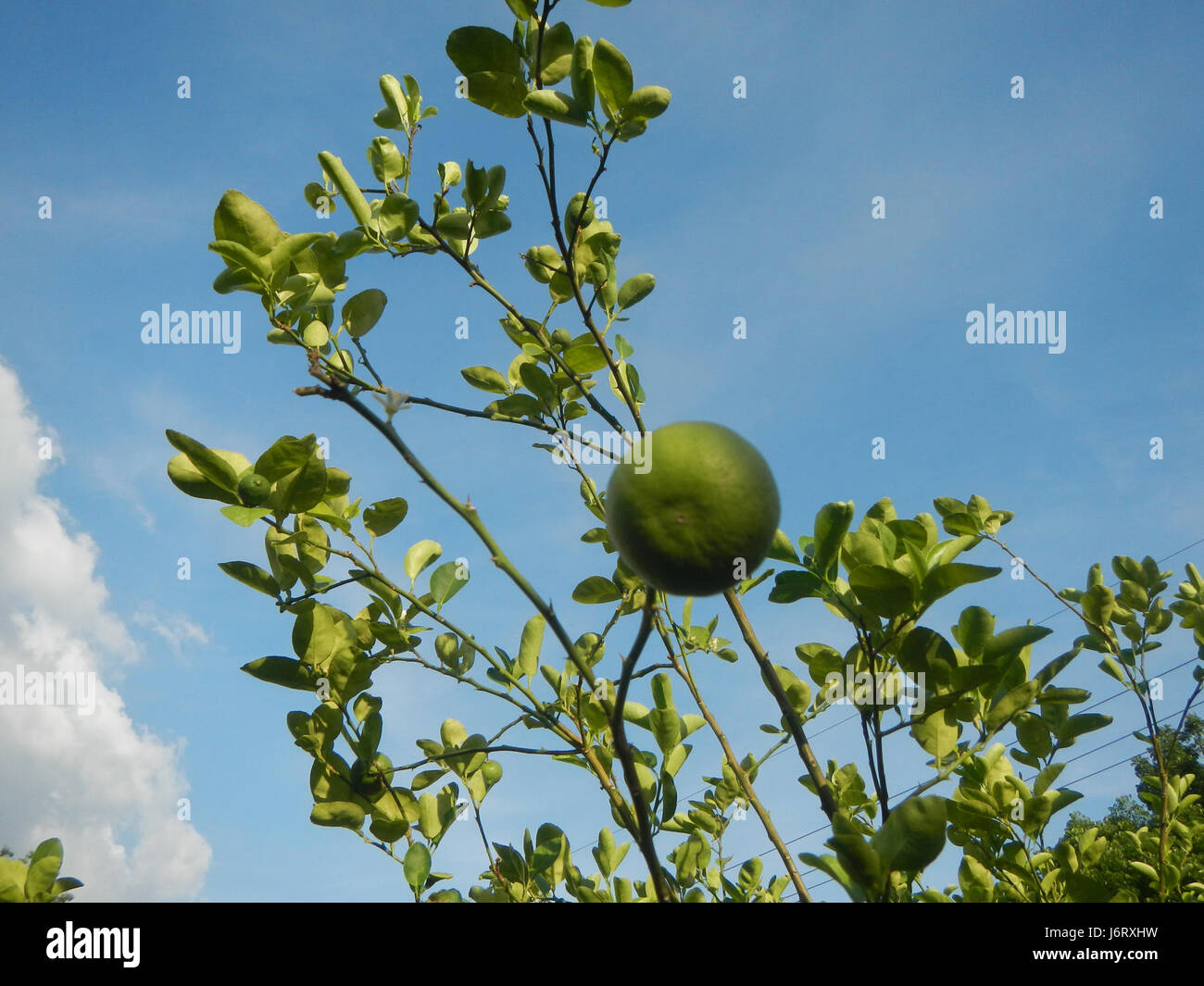 08133 Dayap Philippines 22 Stock Photo - Alamy