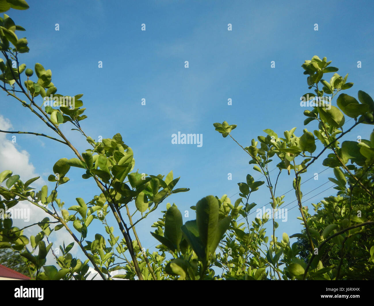 Dayap is a rural area in the Philippines, known for its agricultural ...