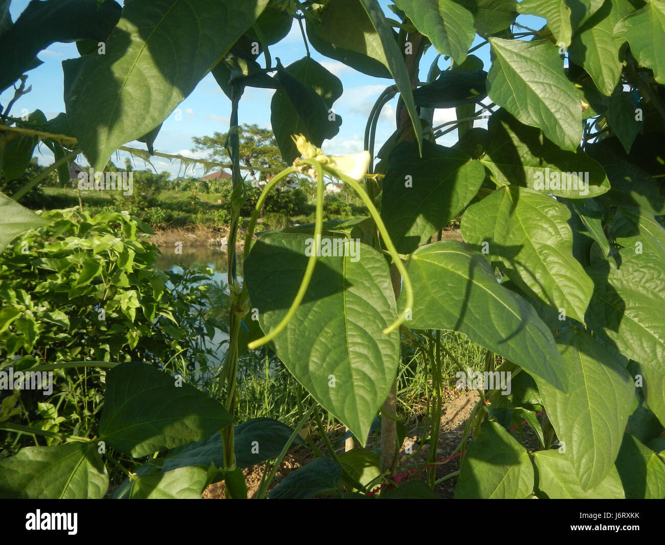 Vigna unguiculata unguiculata hi-res stock photography and images - Alamy