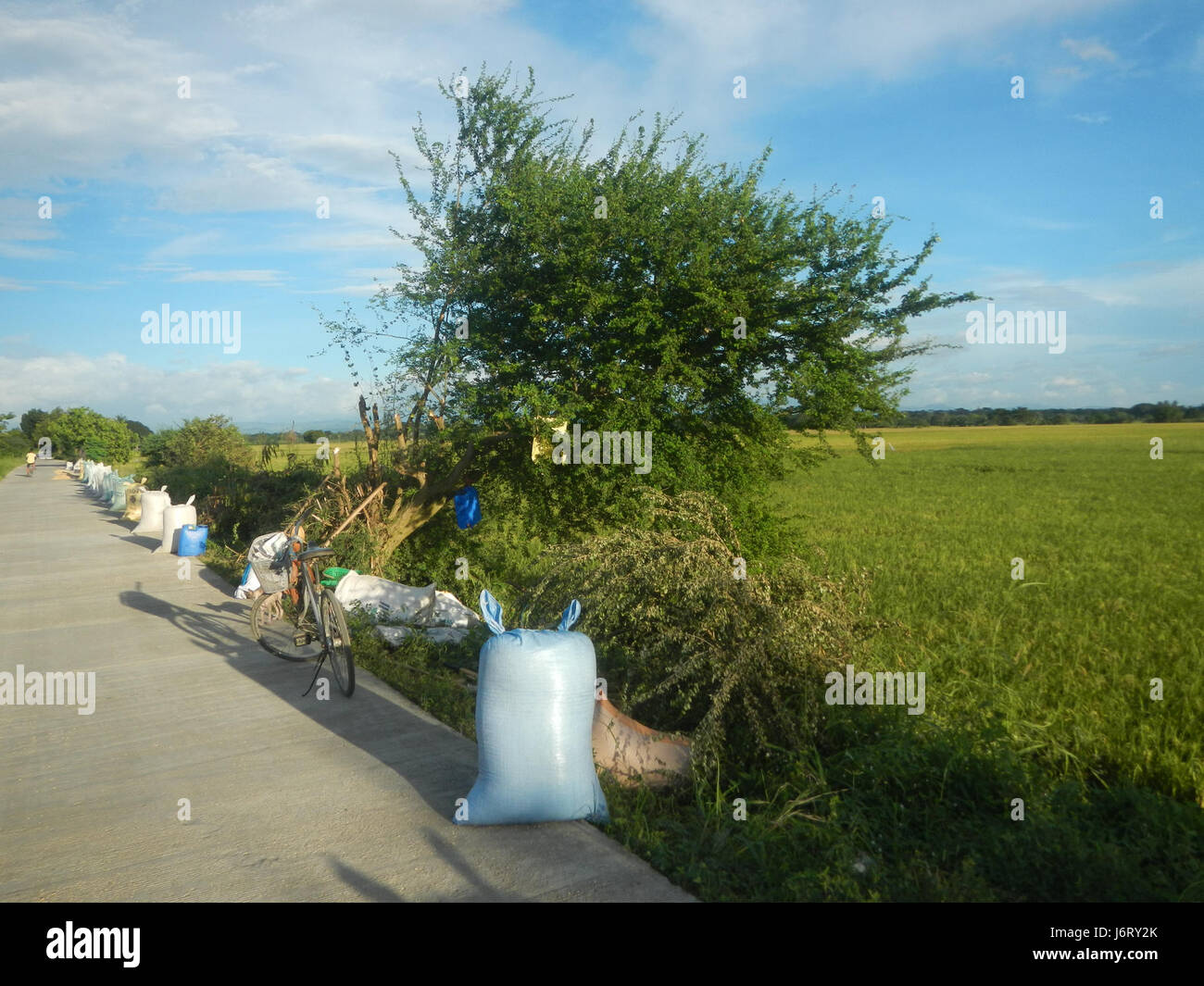 Rice paddy dike hi-res stock photography and images - Alamy
