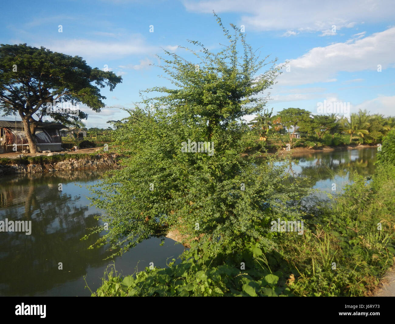 An aerial view or photograph showing the paddy fields, trees, and ...