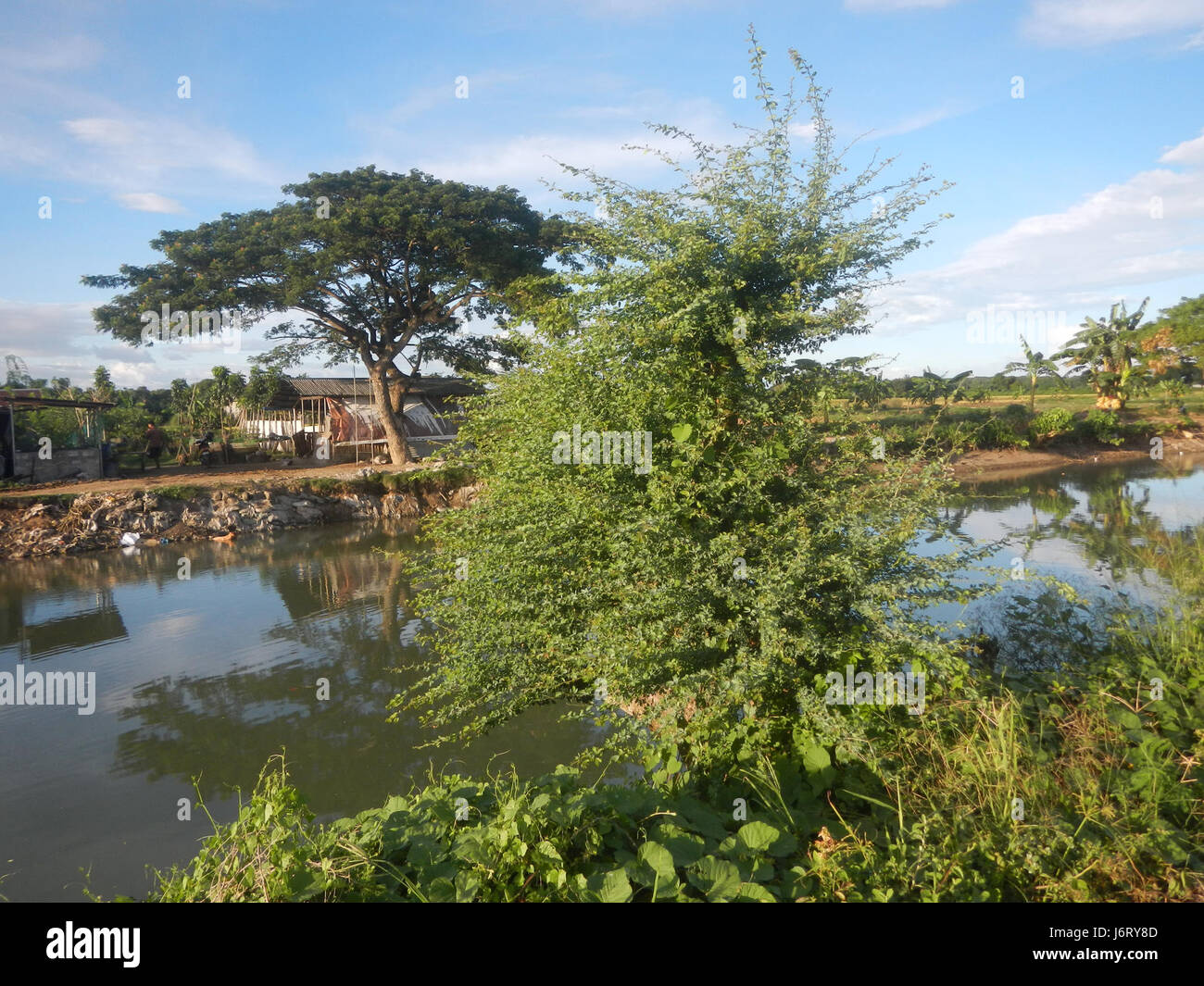 09424 Paddy fields trees irrigation canals Farm to Market Road Talampas ...