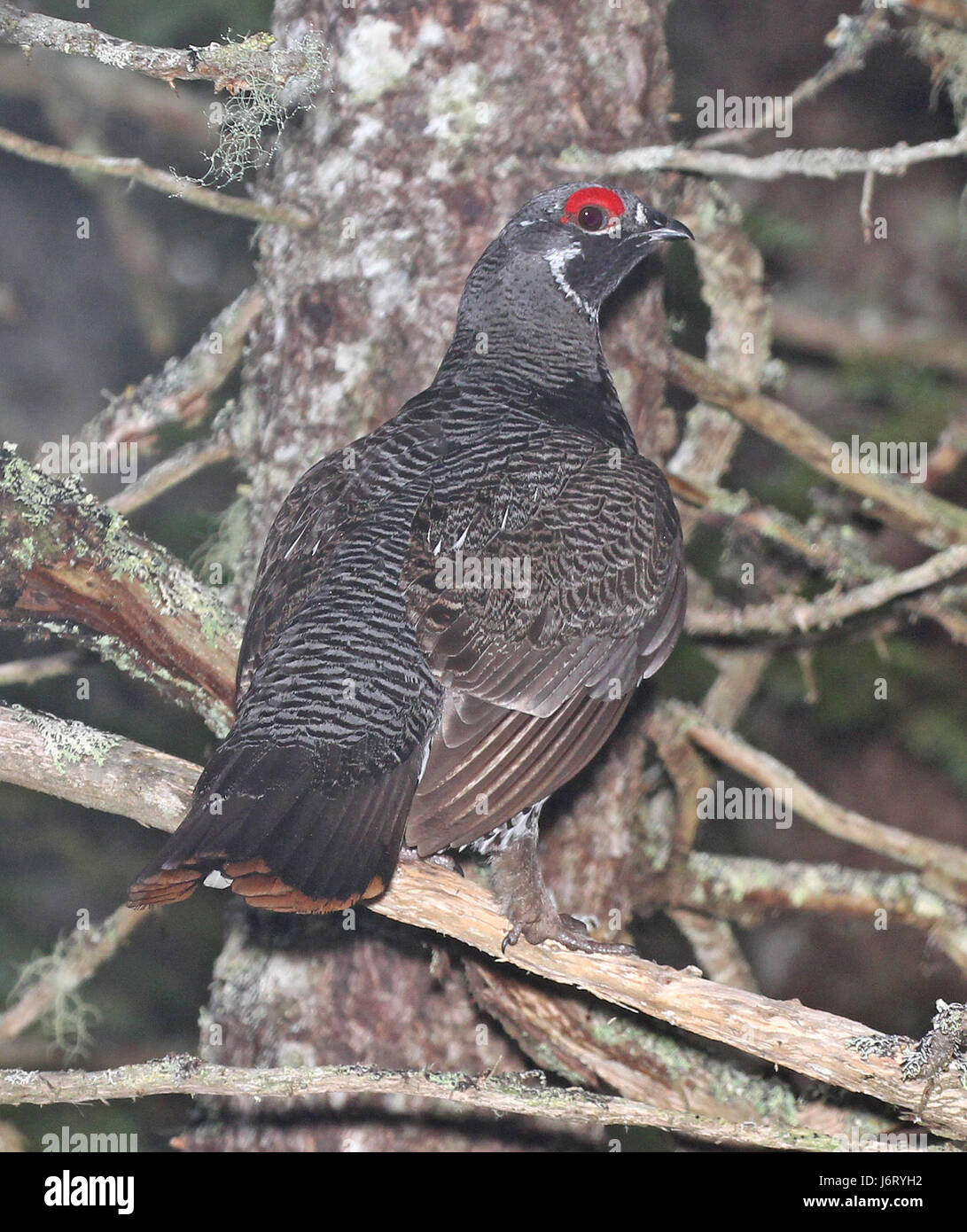 This image captures the Spruce Grouse, a bird species native to North ...