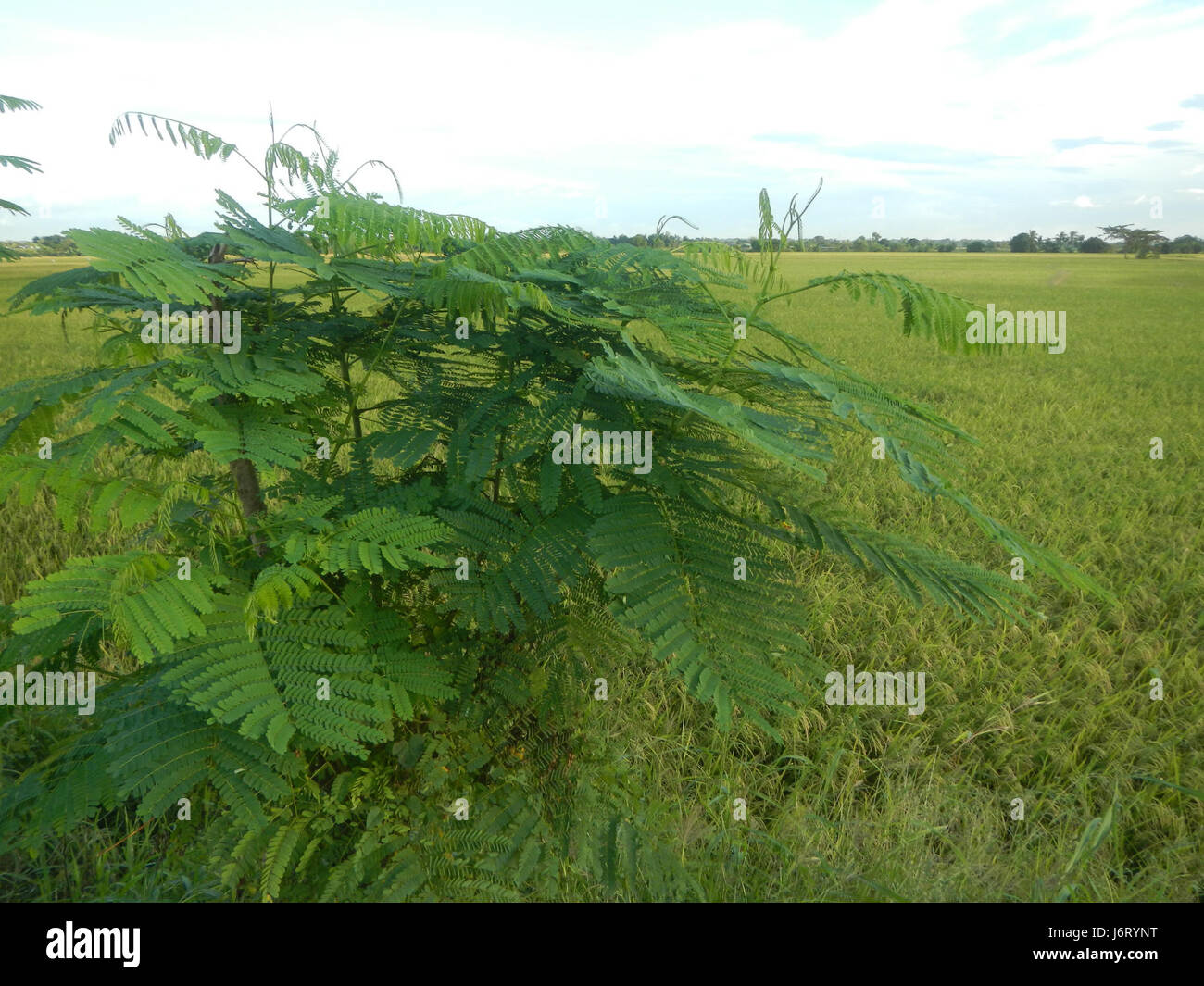 This image captures the agricultural landscape of Talampas, Bustos ...