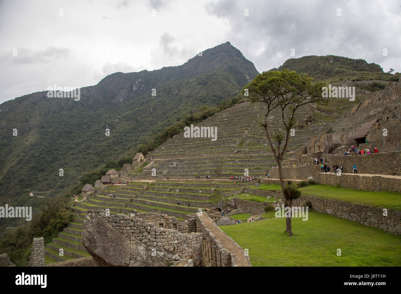 A tree in the middle of the ancient city, Machu Picchu Stock Photo - Alamy