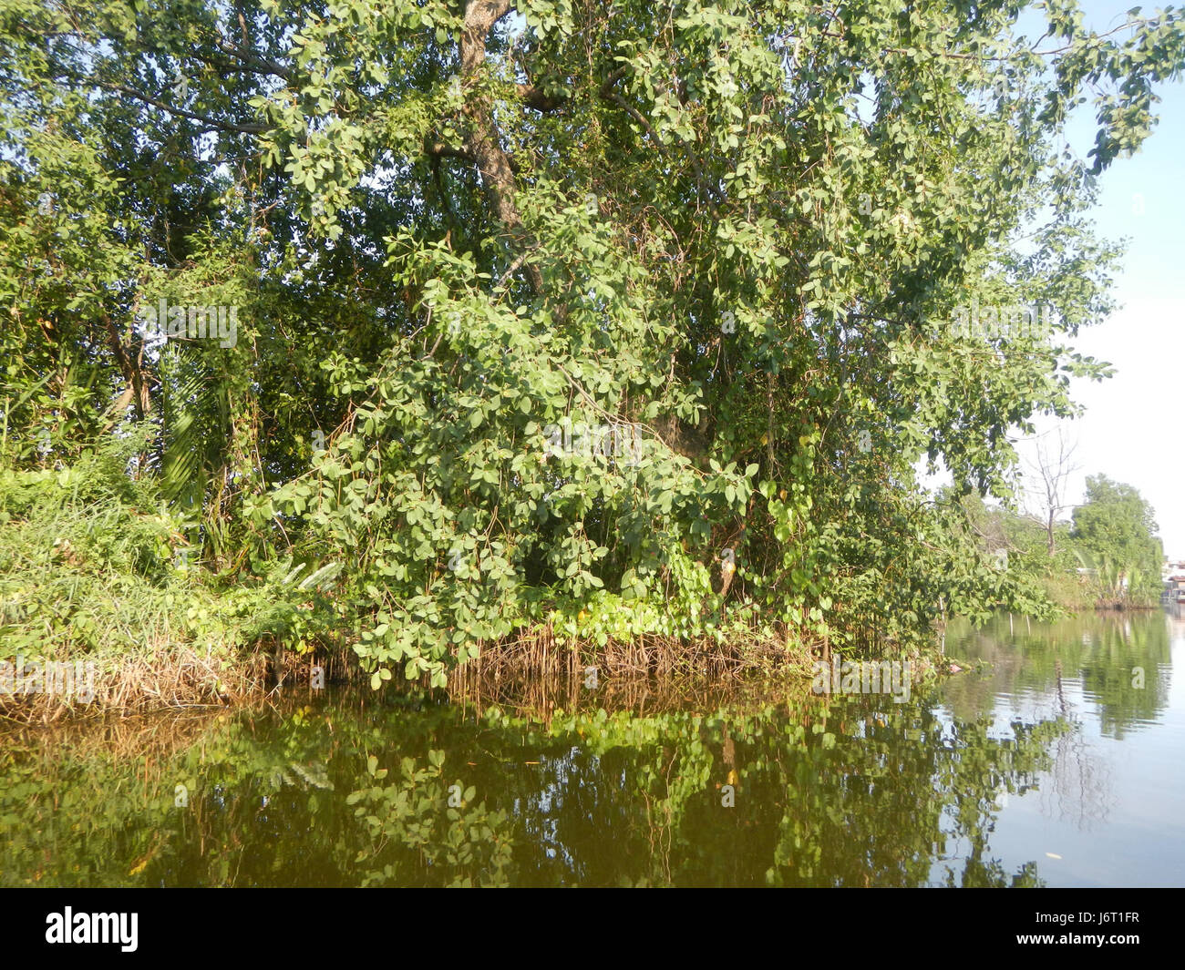 09748 Malolos River Districts City Nipa trees Bulacan Landmarks 17 ...