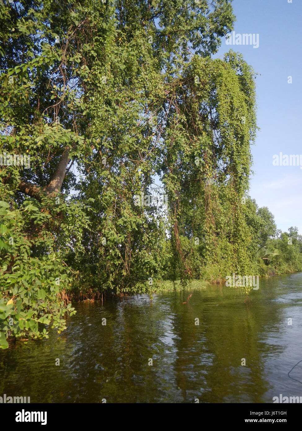 09748 Malolos River Districts City Nipa trees Bulacan Landmarks 35 ...
