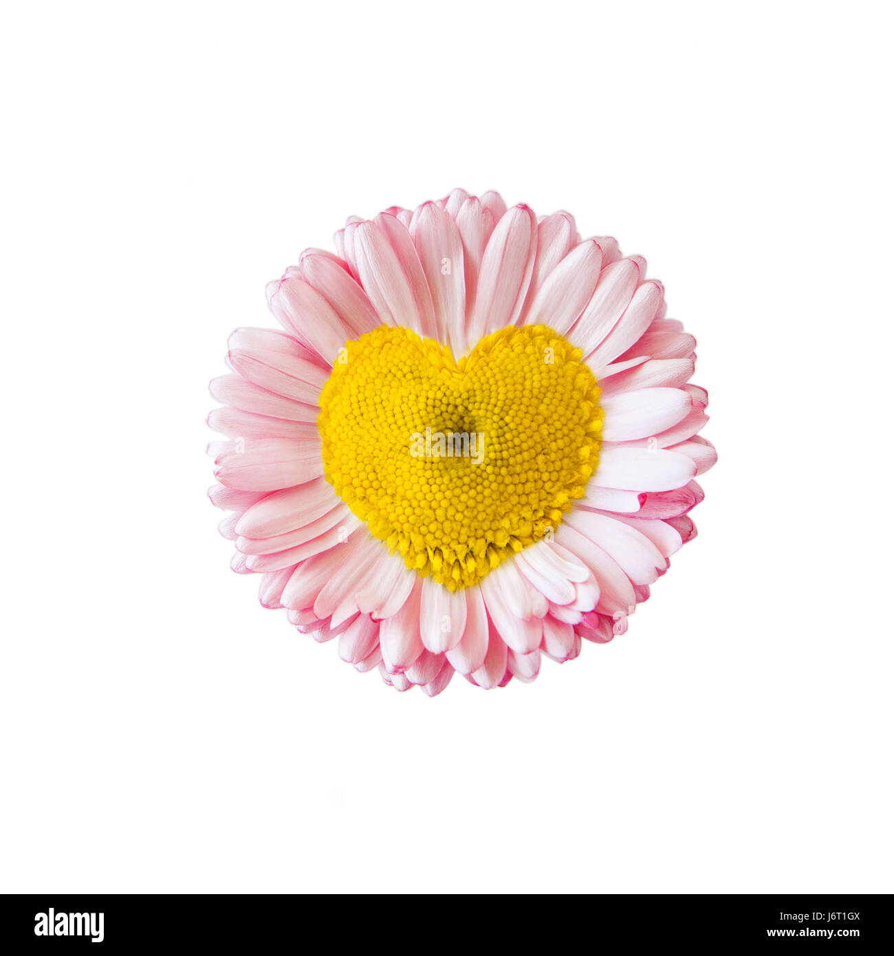 Heart shaped daisy Stock Photo - Alamy