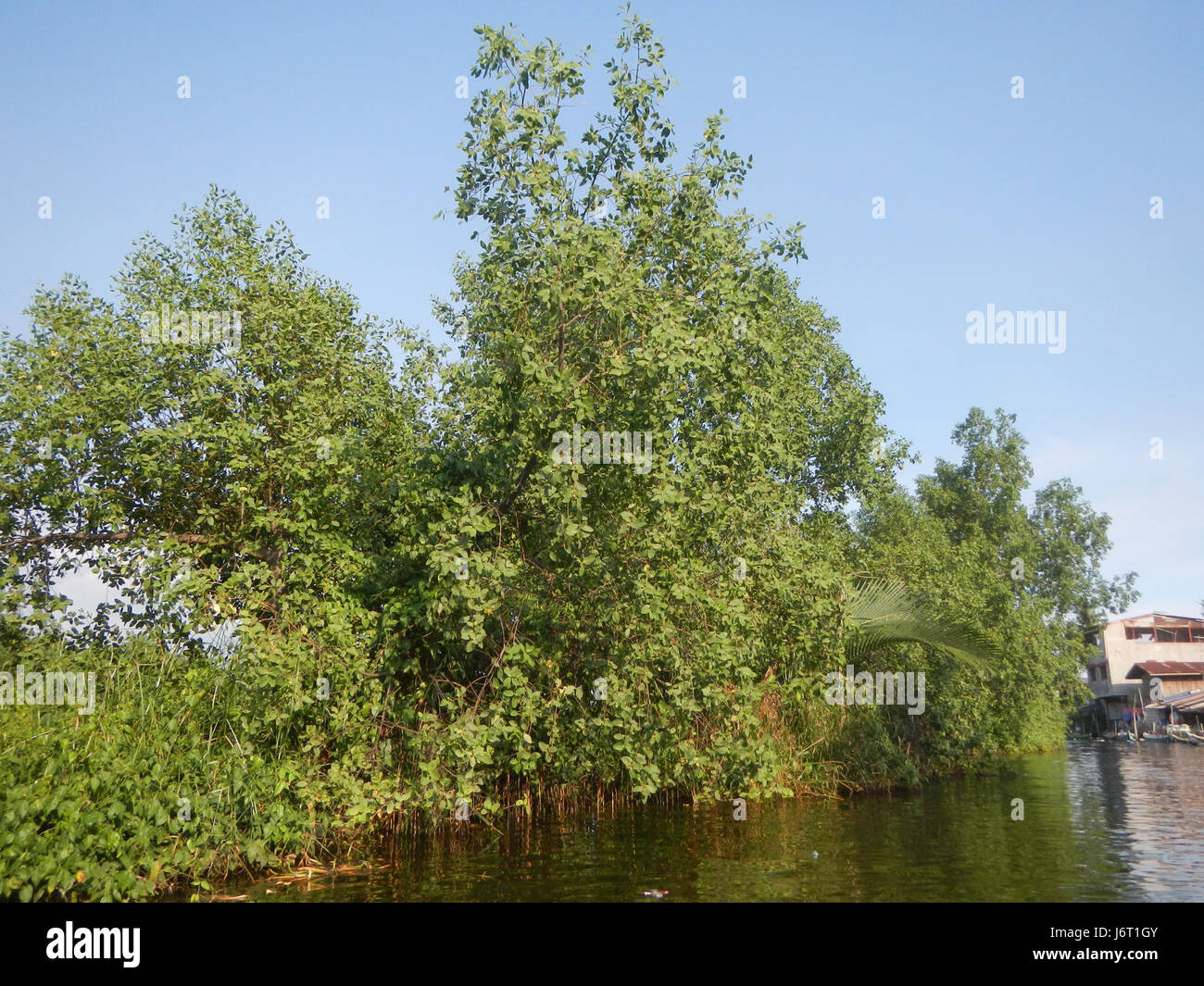 09748 Malolos River Districts City Nipa trees Bulacan Landmarks 41 ...