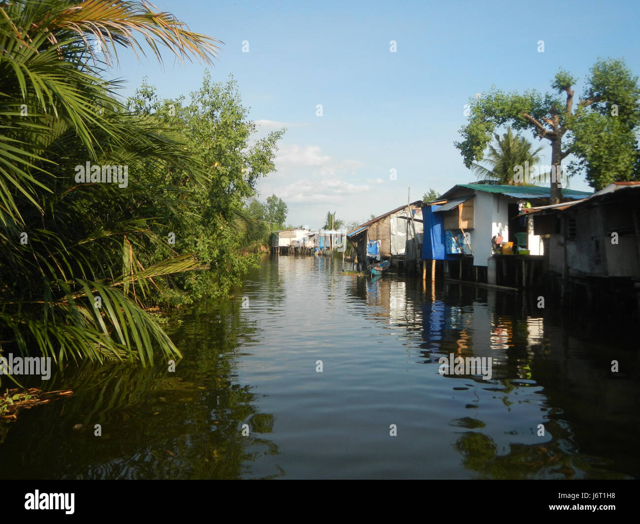 Photograph of nipa trees along the Malolos River in Bulacan ...