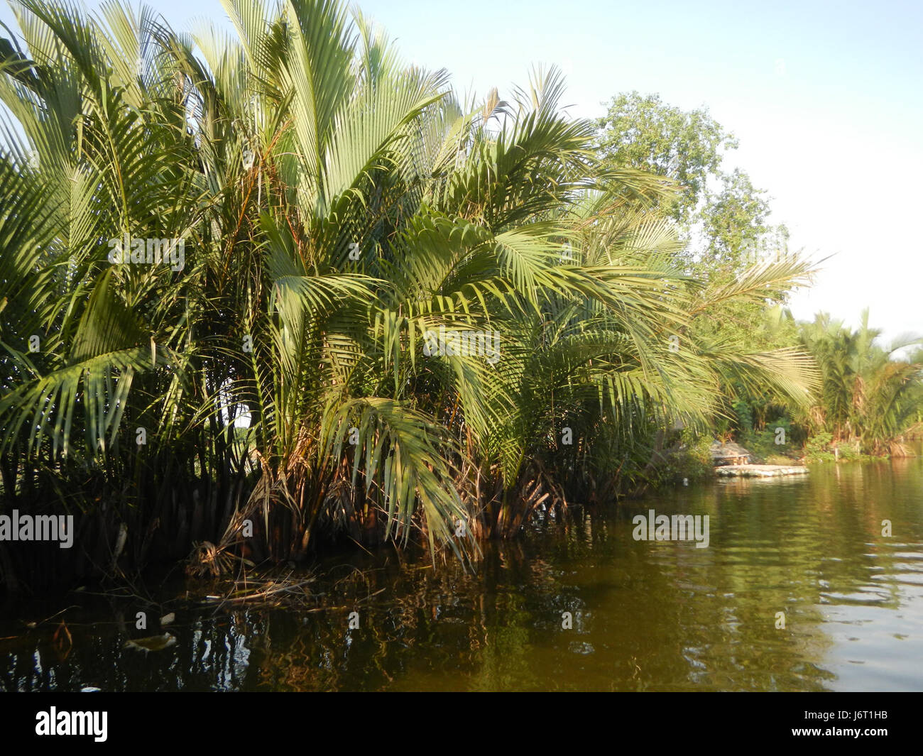 09827 Malolos River Districts City Nipa trees Bulacan Landmarks 06 ...