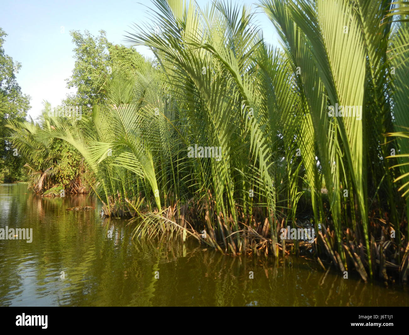 09827 Malolos River Districts City Nipa trees Bulacan Landmarks 22 ...