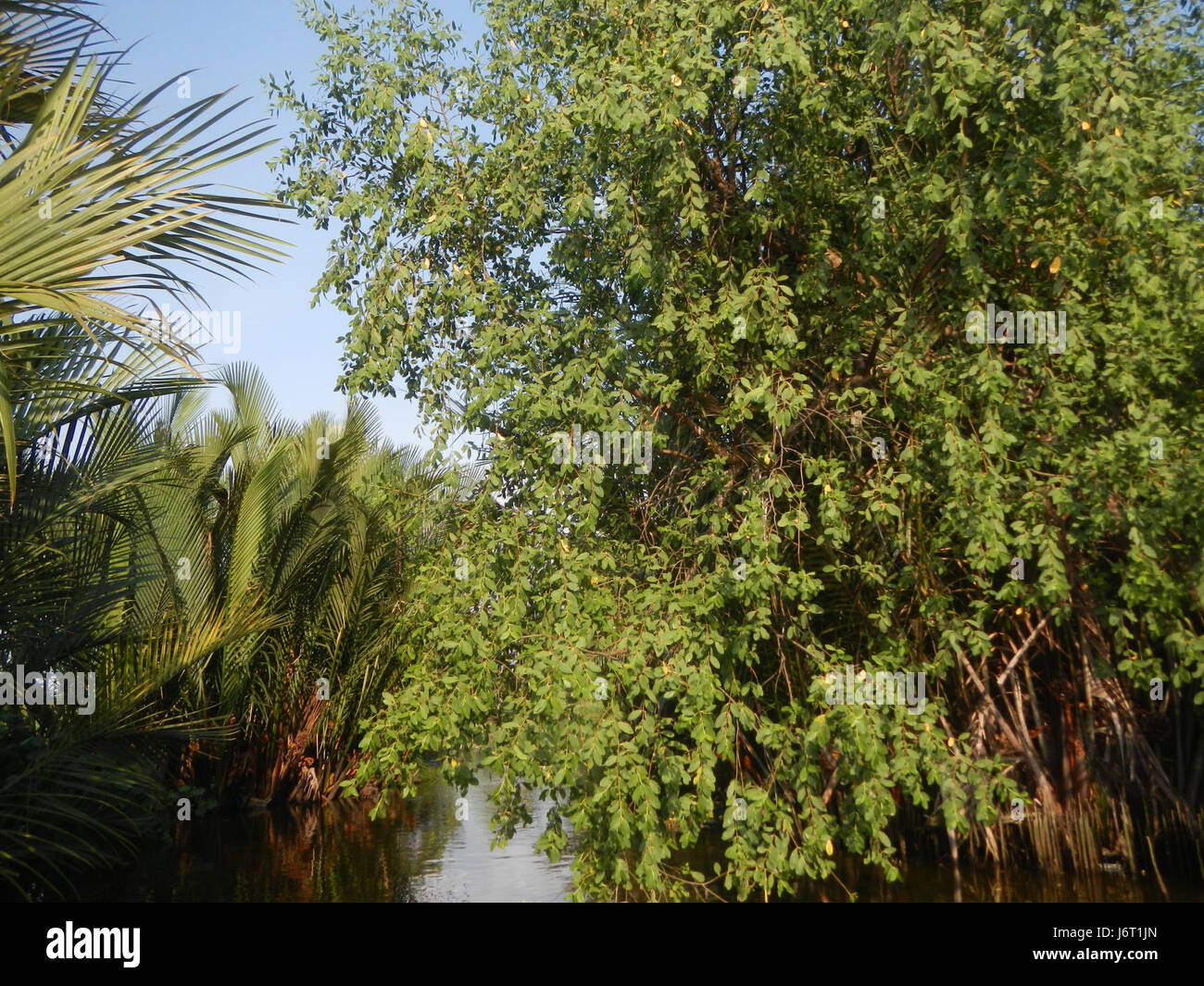 09827 Malolos River Districts City Nipa trees Bulacan Landmarks 37 ...