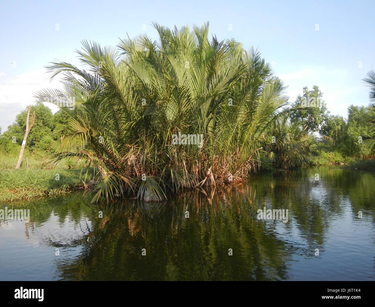 09827 Malolos River Districts City Nipa trees Bulacan Landmarks 46 ...