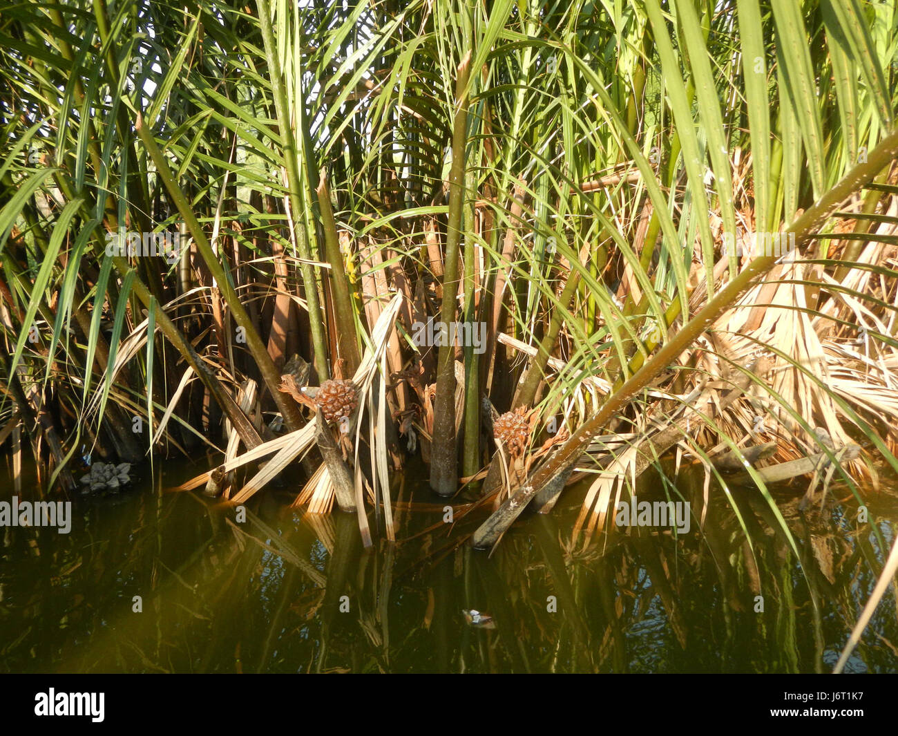 09876 Malolos River Districts City Nipa trees Bulacan Landmarks 01 ...