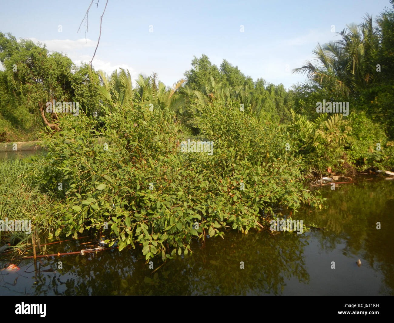 09876 Malolos River Districts City Nipa trees Bulacan Landmarks 05 ...