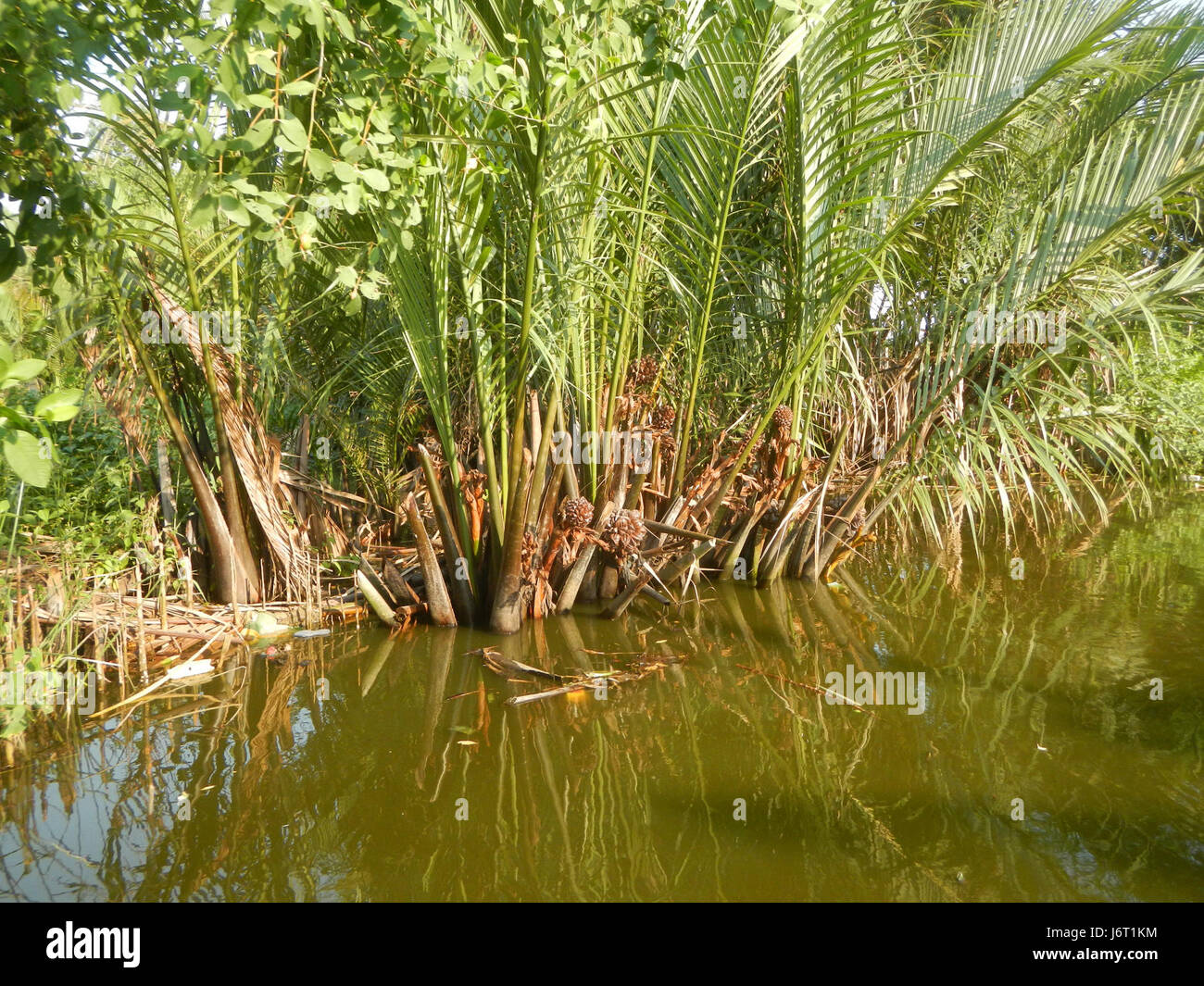 09876 Malolos River Districts City Nipa trees Bulacan Landmarks 08 ...