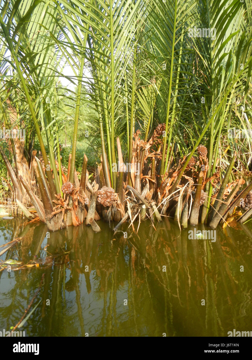 09876 Malolos River Districts City Nipa trees Bulacan Landmarks 09 ...