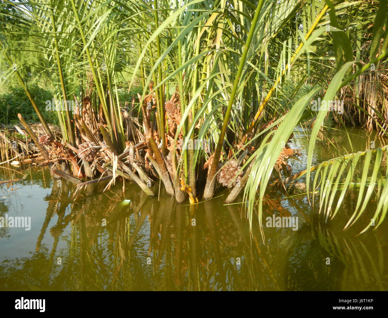 09876 Malolos River Districts City Nipa trees Bulacan Landmarks 10 ...
