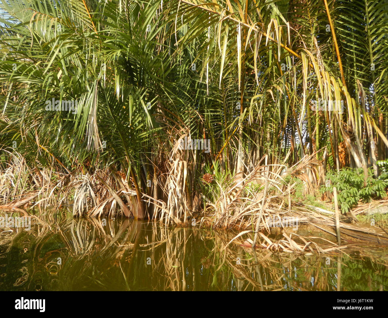 09876 Malolos River Districts City Nipa trees Bulacan Landmarks 13 ...