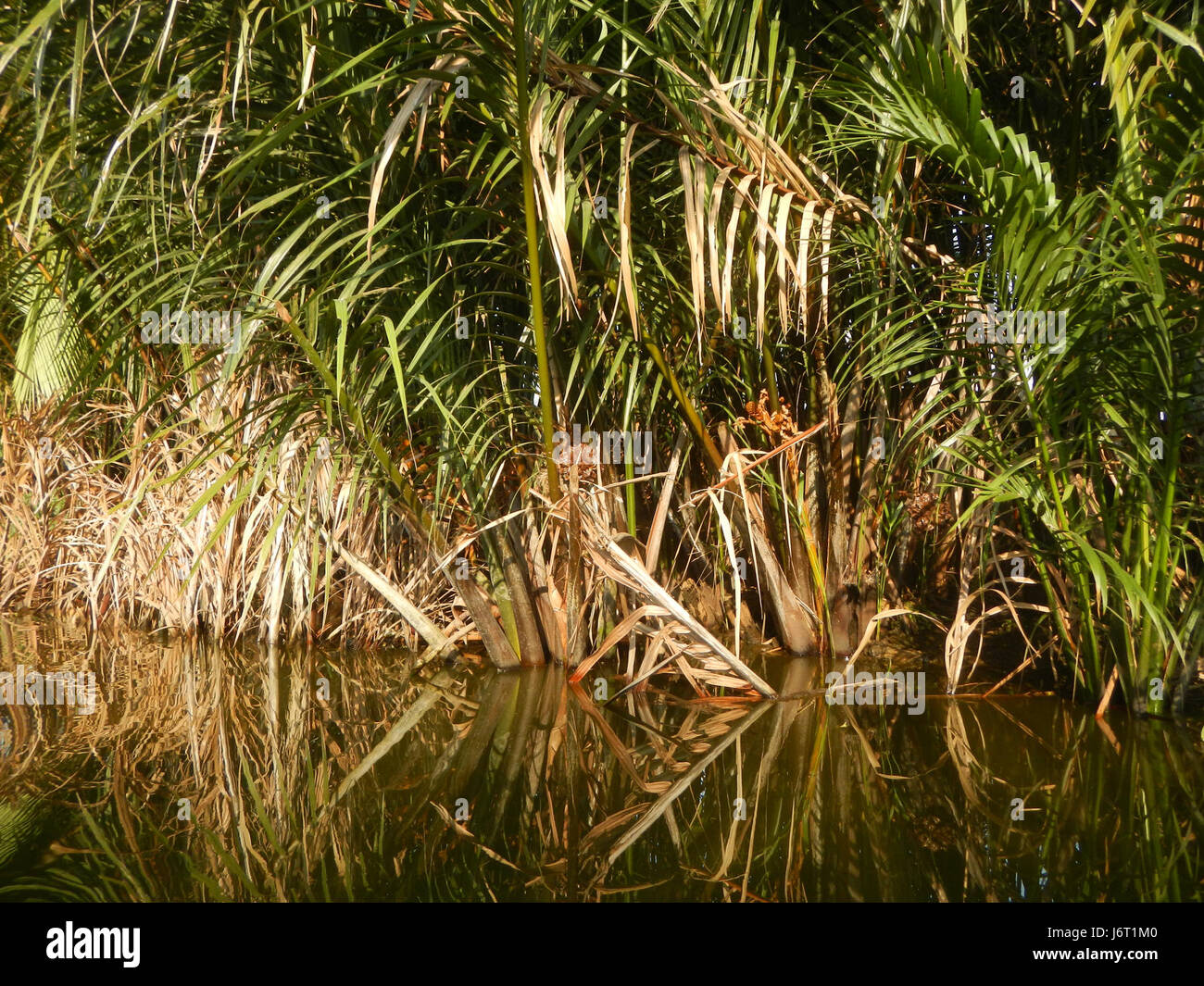 09876 Malolos River Districts City Nipa trees Bulacan Landmarks 15 ...