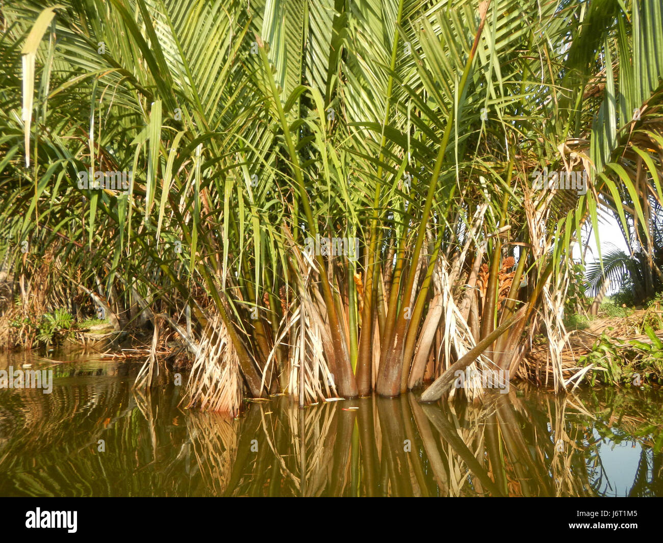 09876 Malolos River Districts City Nipa trees Bulacan Landmarks 19 ...