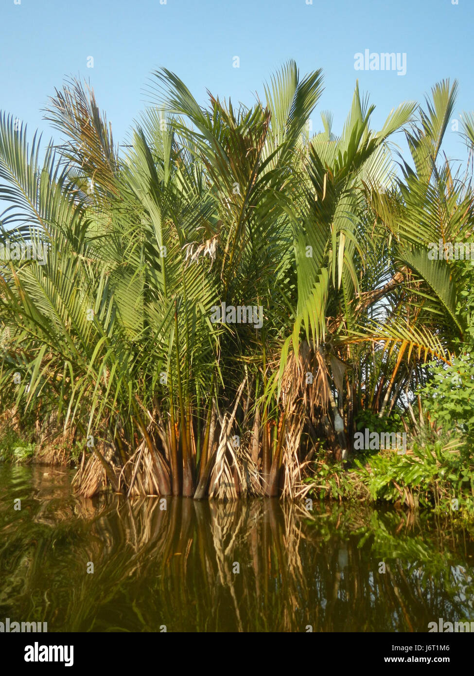 09876 Malolos River Districts City Nipa trees Bulacan Landmarks 20 ...