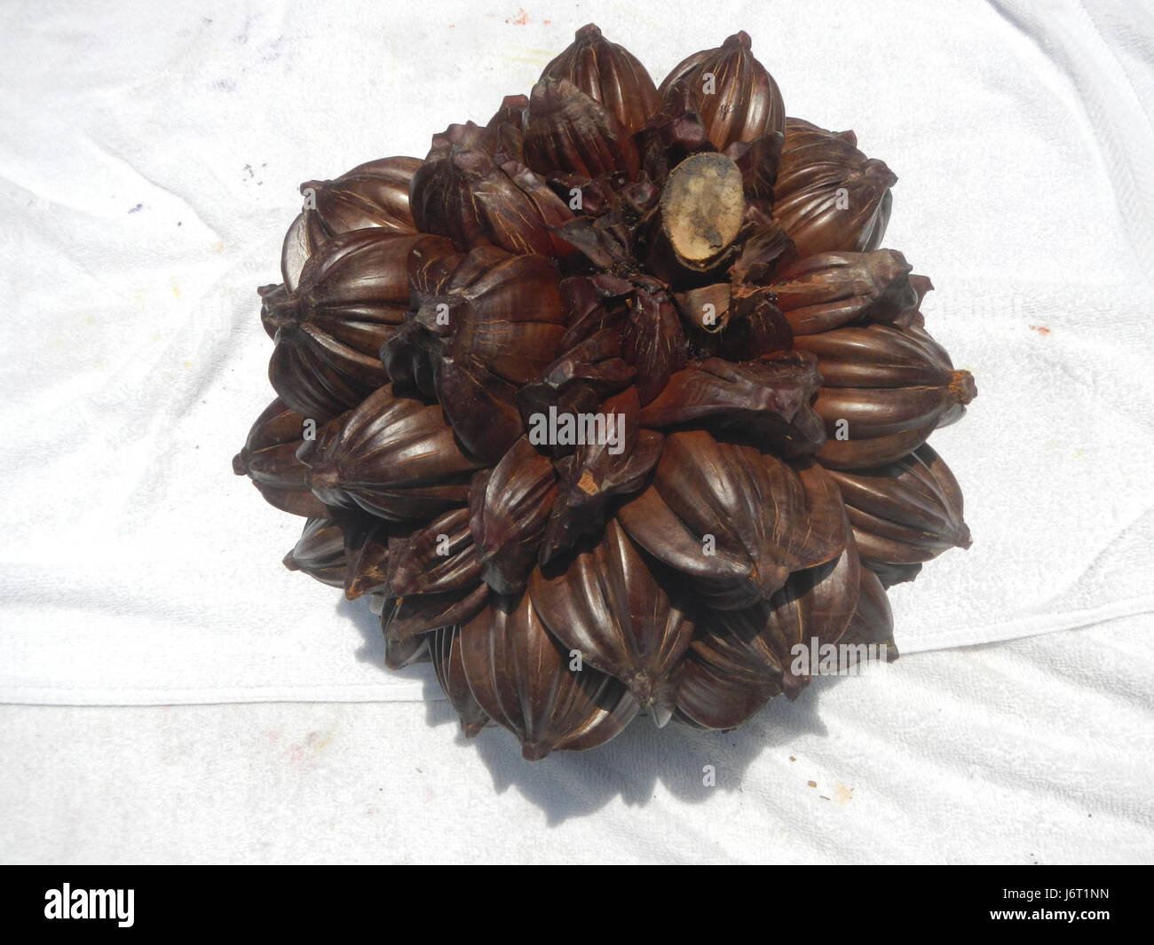 Nypa fruticans, commonly known as the nipa palm, is a tropical plant ...