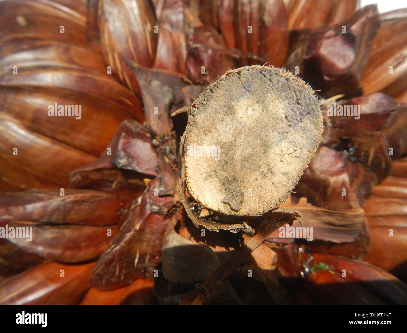 Nypa fruticans, also known as the nipa palm, is a tropical plant found ...