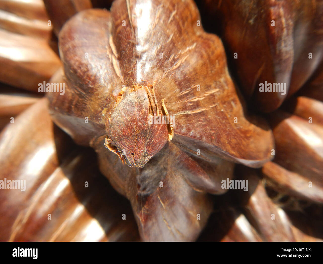 Nypa fruticans, commonly known as the nipa palm, produces flowers ...