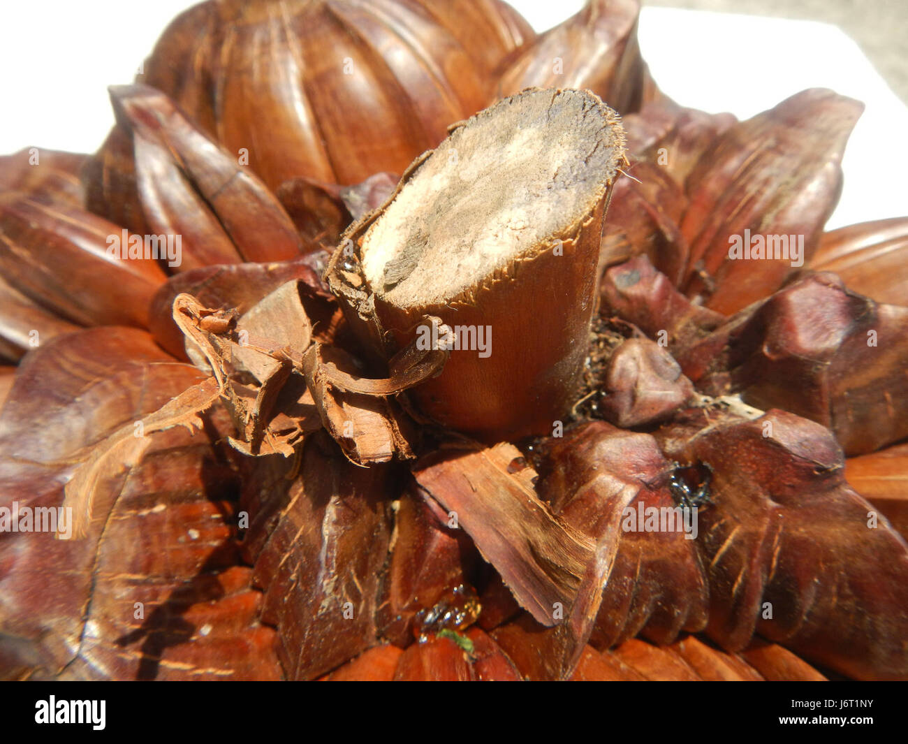 Nypa fruticans, commonly known as the nipa palm, is a tropical plant ...