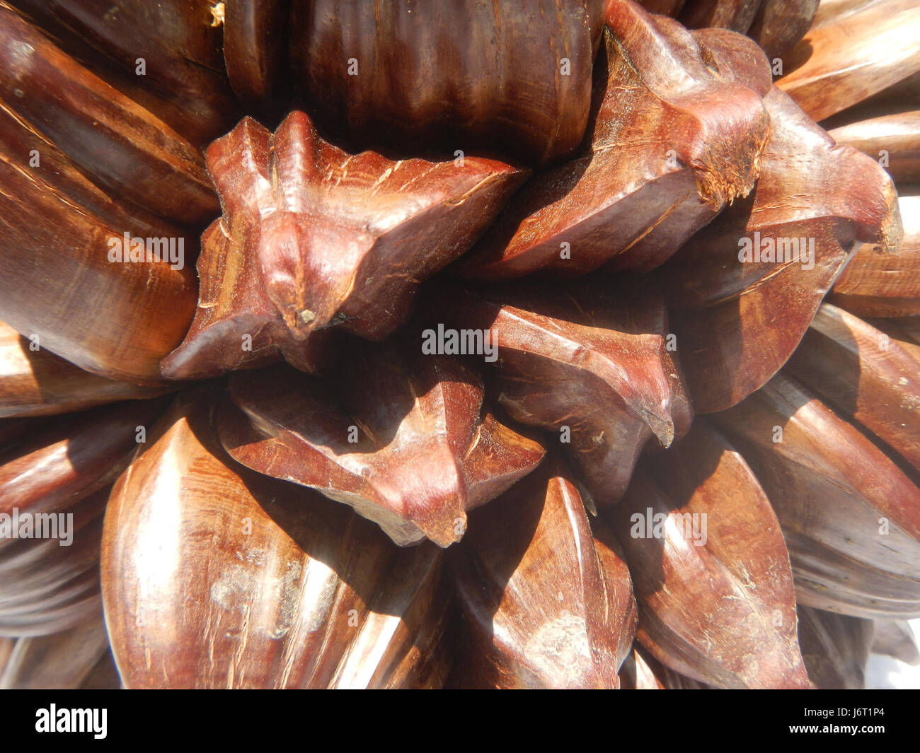 Nypa fruticans, commonly known as the nipa palm, is a tropical plant ...