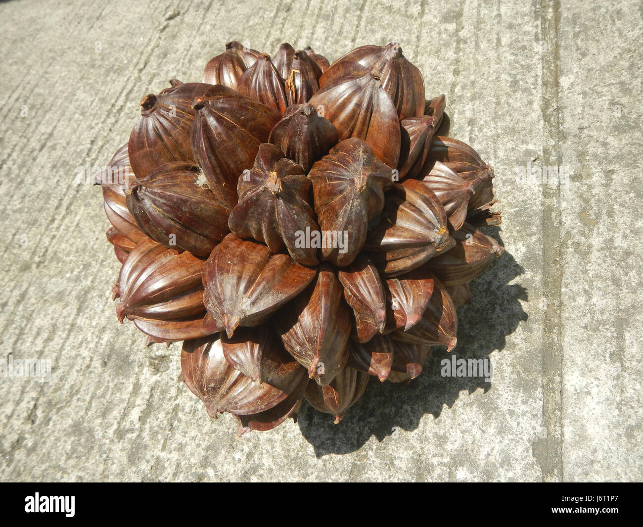 This image illustrates the Nypa fruticans plant, commonly known as the ...