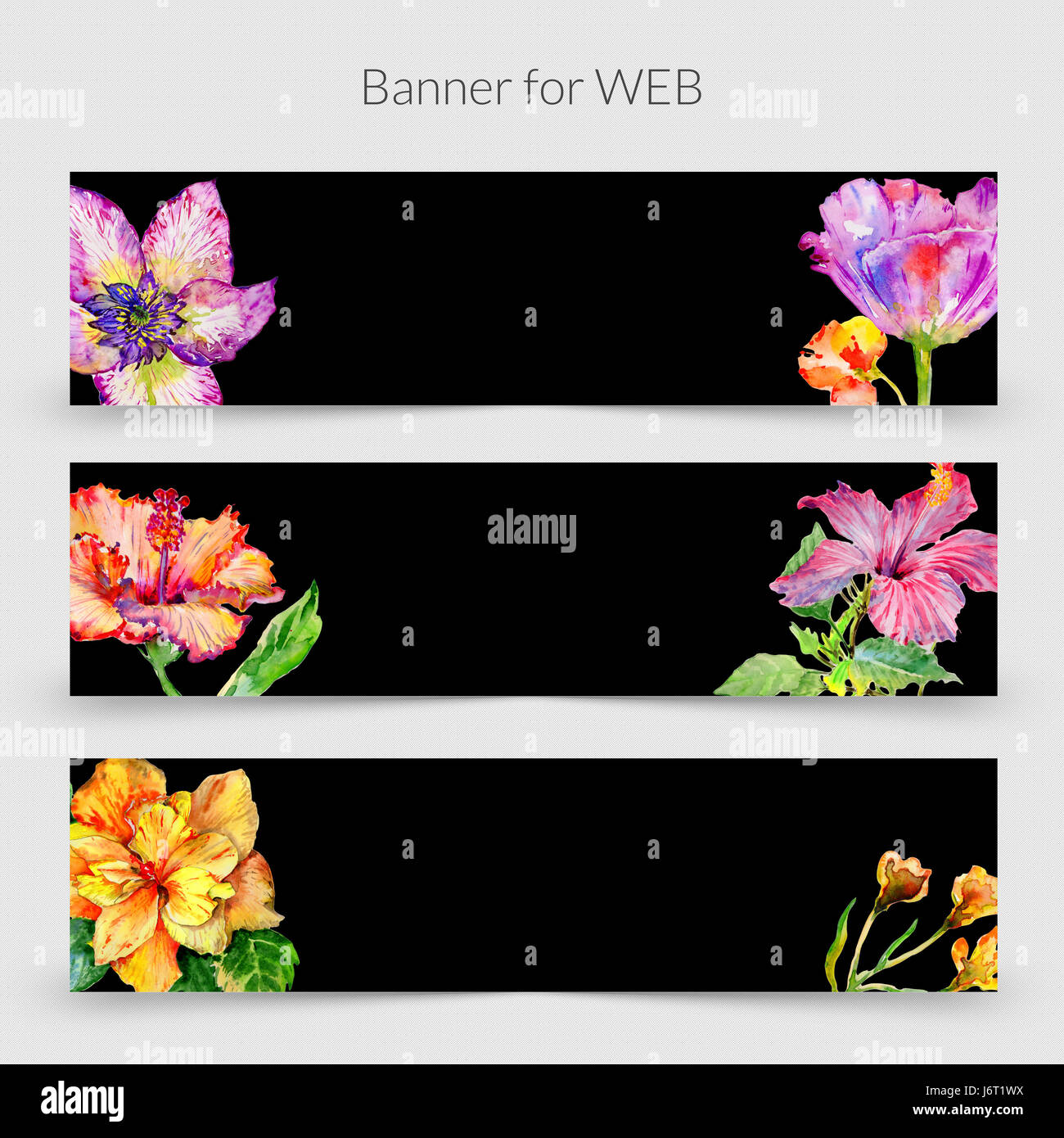 Wildflower hibiscus flower banner in a watercolor style isolated Stock ...