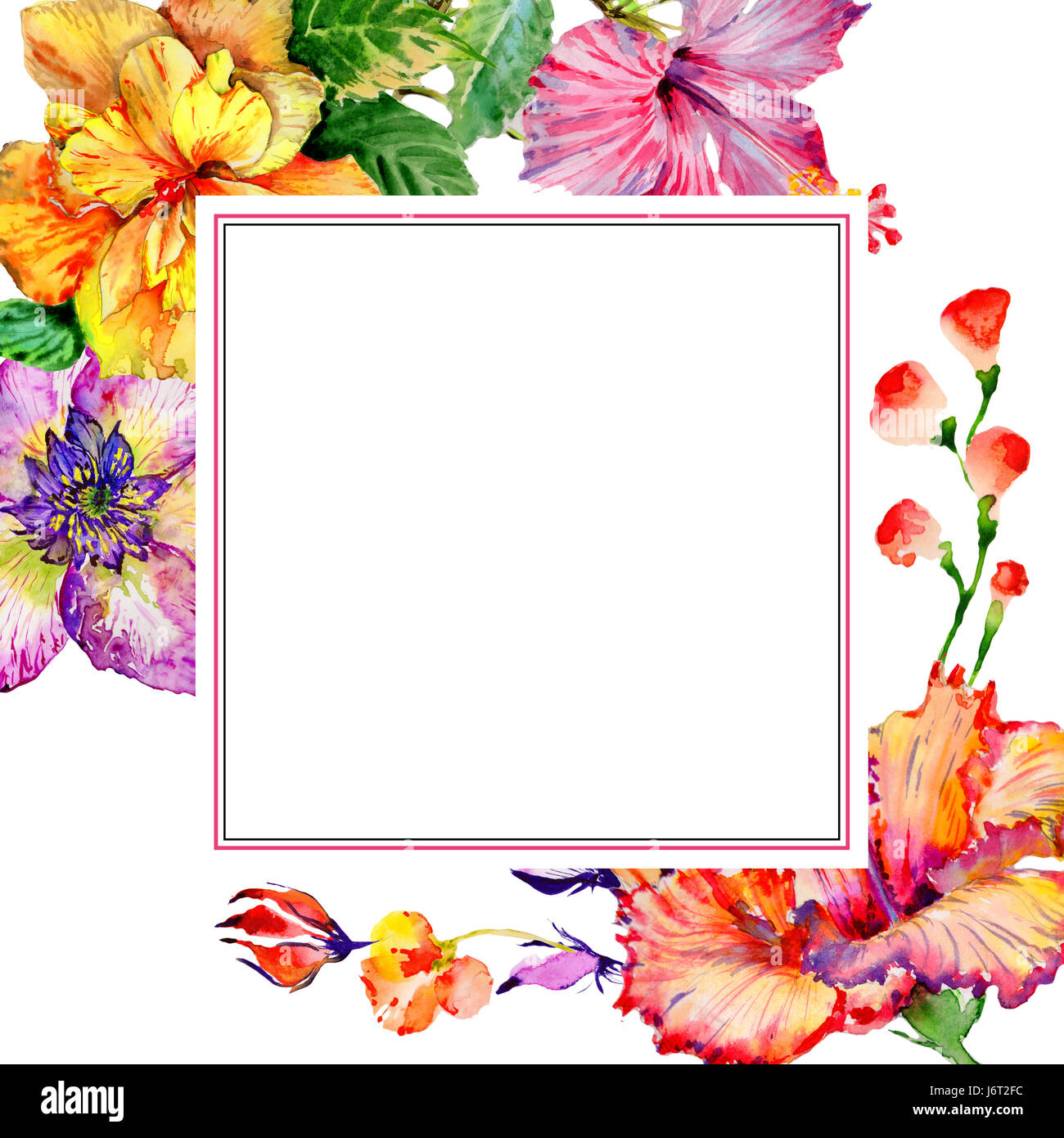 Wildflower hibiscus flower frame in hi-res stock photography and images ...