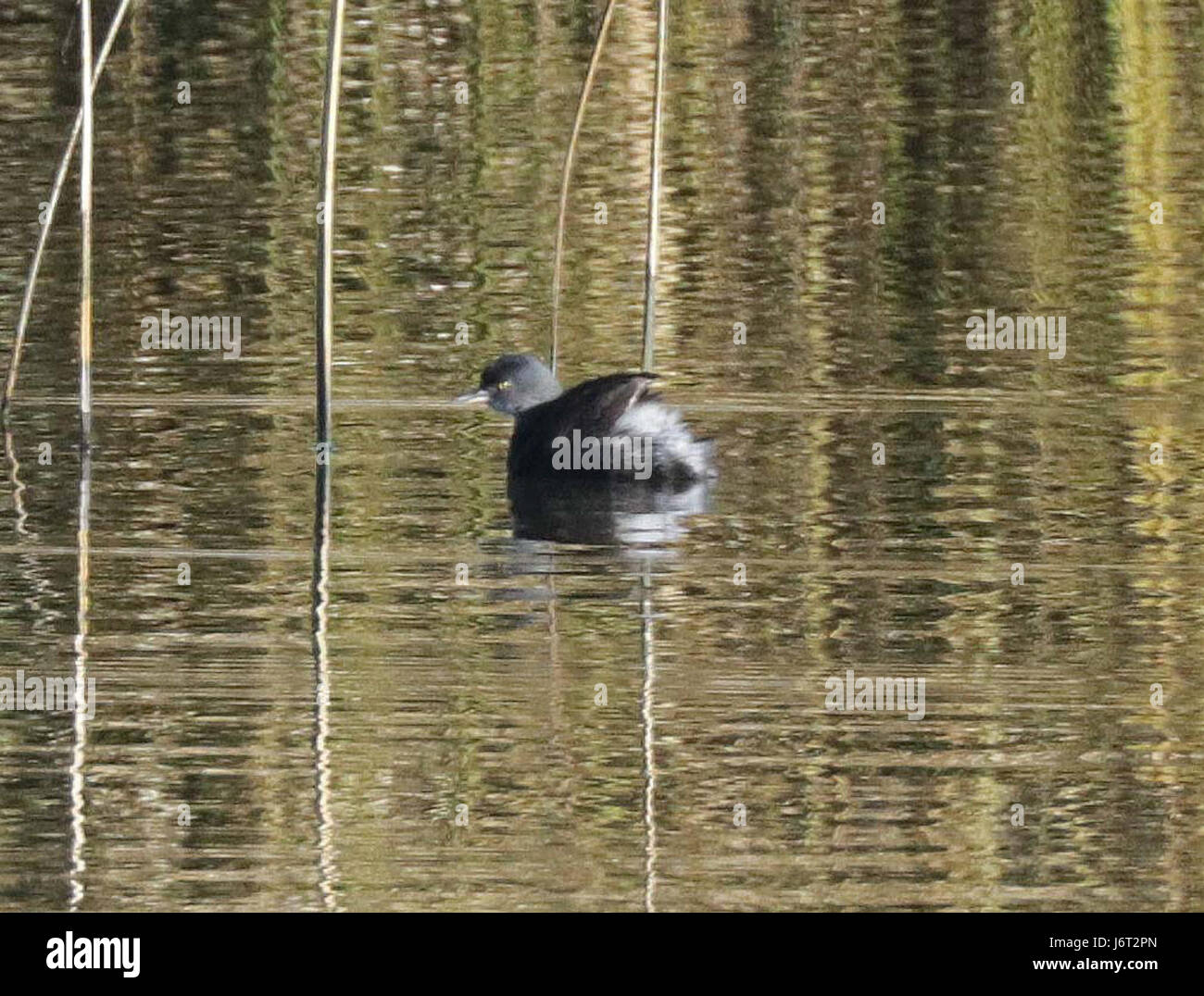 095 - LEAST GREBE (12-17-2015) bog hole, san rafael grasslands, santa ...