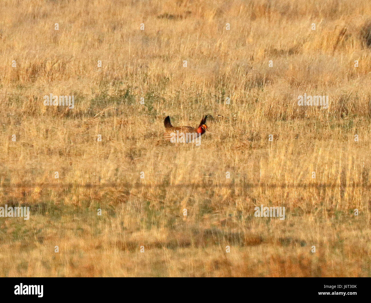Lesser Prairie Chicken High Resolution Stock Photography and Images - Alamy