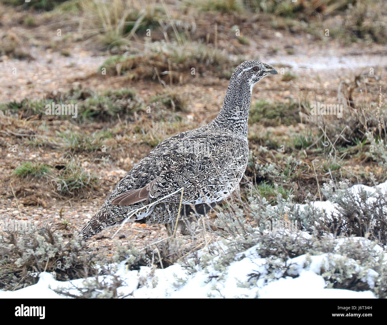 This image shows the Greater Sage Grouse, a bird species known for its ...