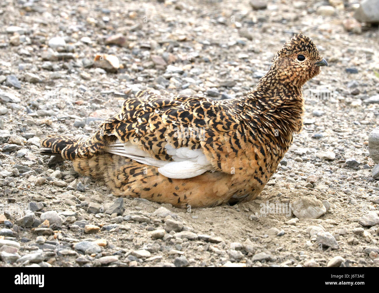 The Willow Ptarmigan is a bird species found in Alaska. The photo taken ...