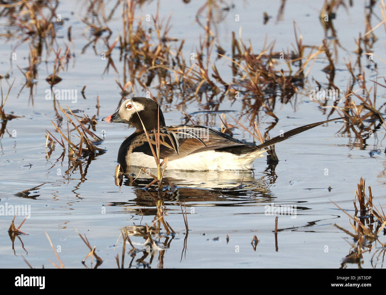 This image captures a Long-Tailed Duck in Barrow, Alaska, during June ...