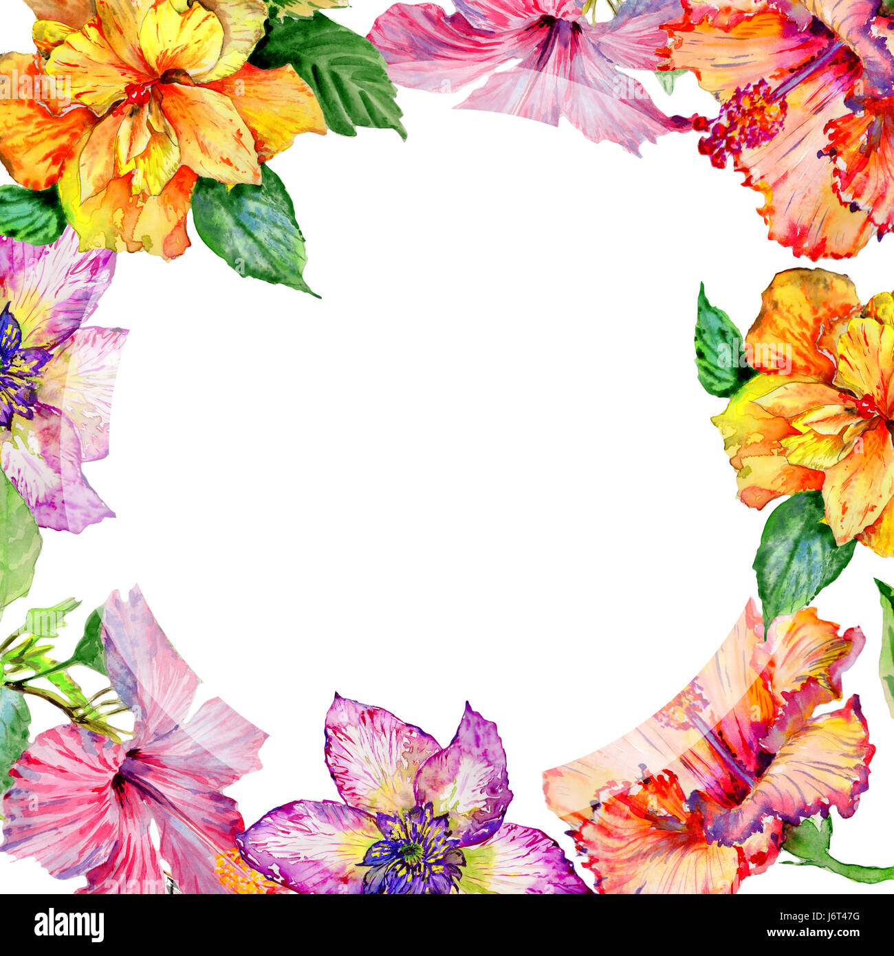 Wildflower hibiscus flower frame in a watercolor style isolated Stock ...