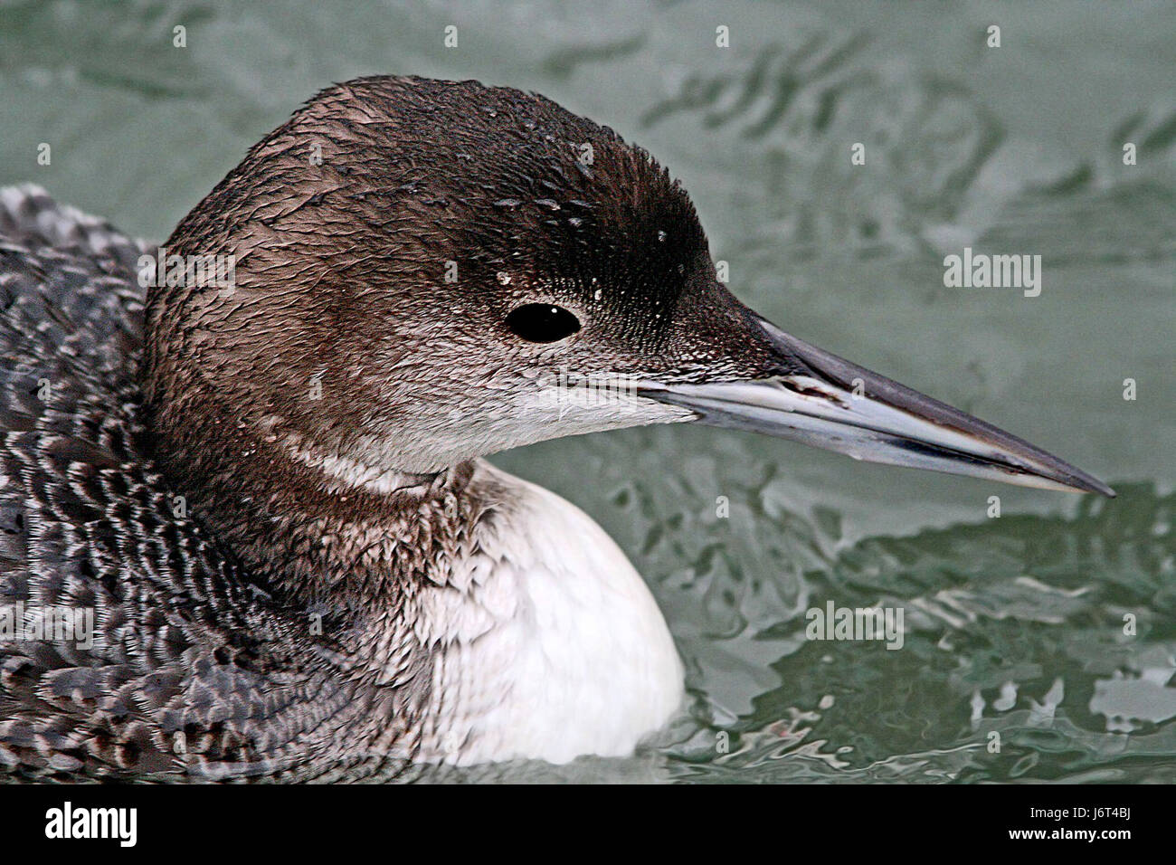 This image shows a Common Loon, a species of bird, photographed on ...