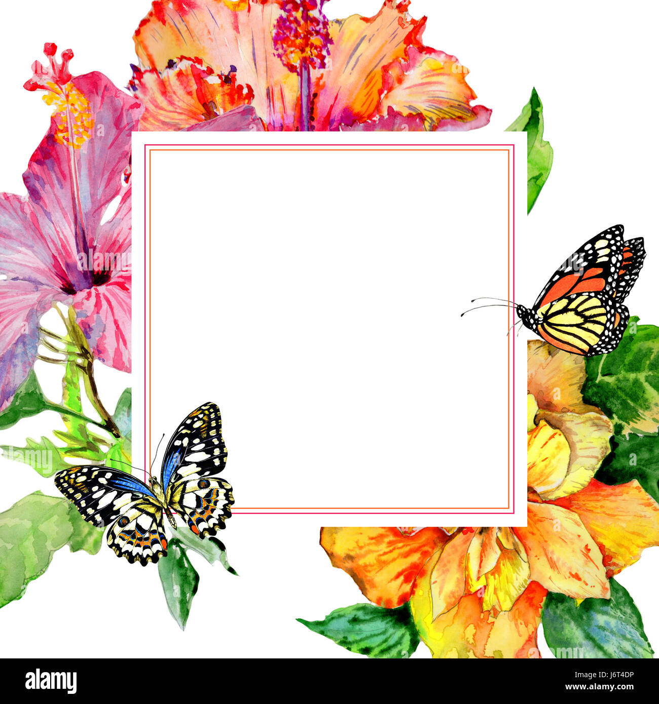 Wildflower hibiscus flower frame in hi-res stock photography and images ...