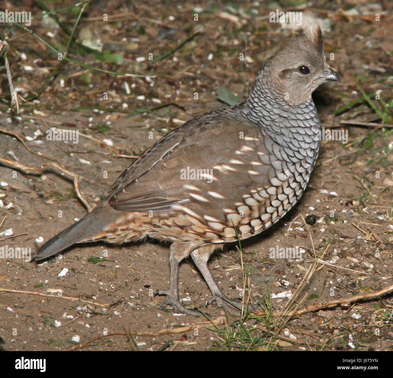 Scaled map hi-res stock photography and images - Alamy